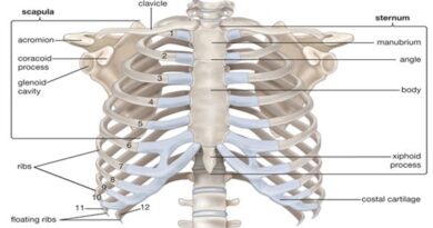 How Many Ribs Do Men Have?